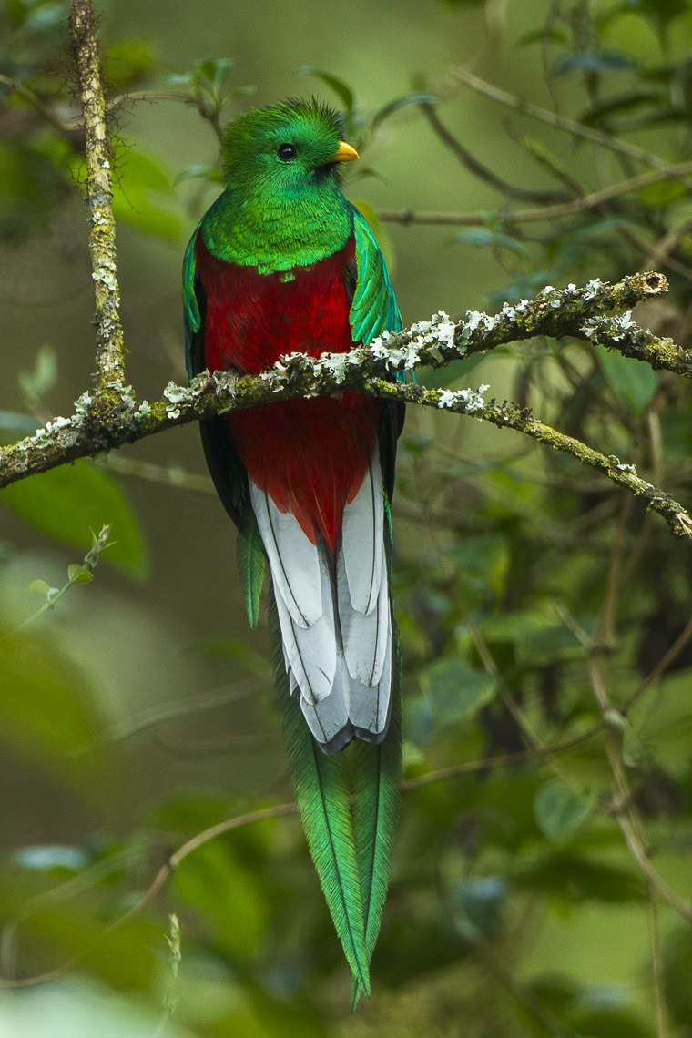 Birds of Color: Aves de colores » Educa y Aprende en Casa